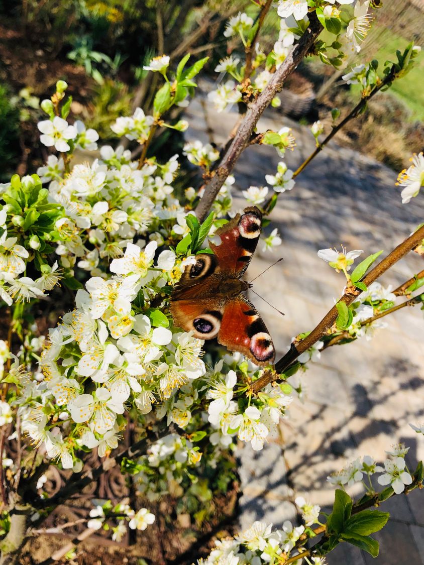 Säulen-Mirabelle 'Ruby' - Prunus domestica subsp. syriaca 'Ruby ...