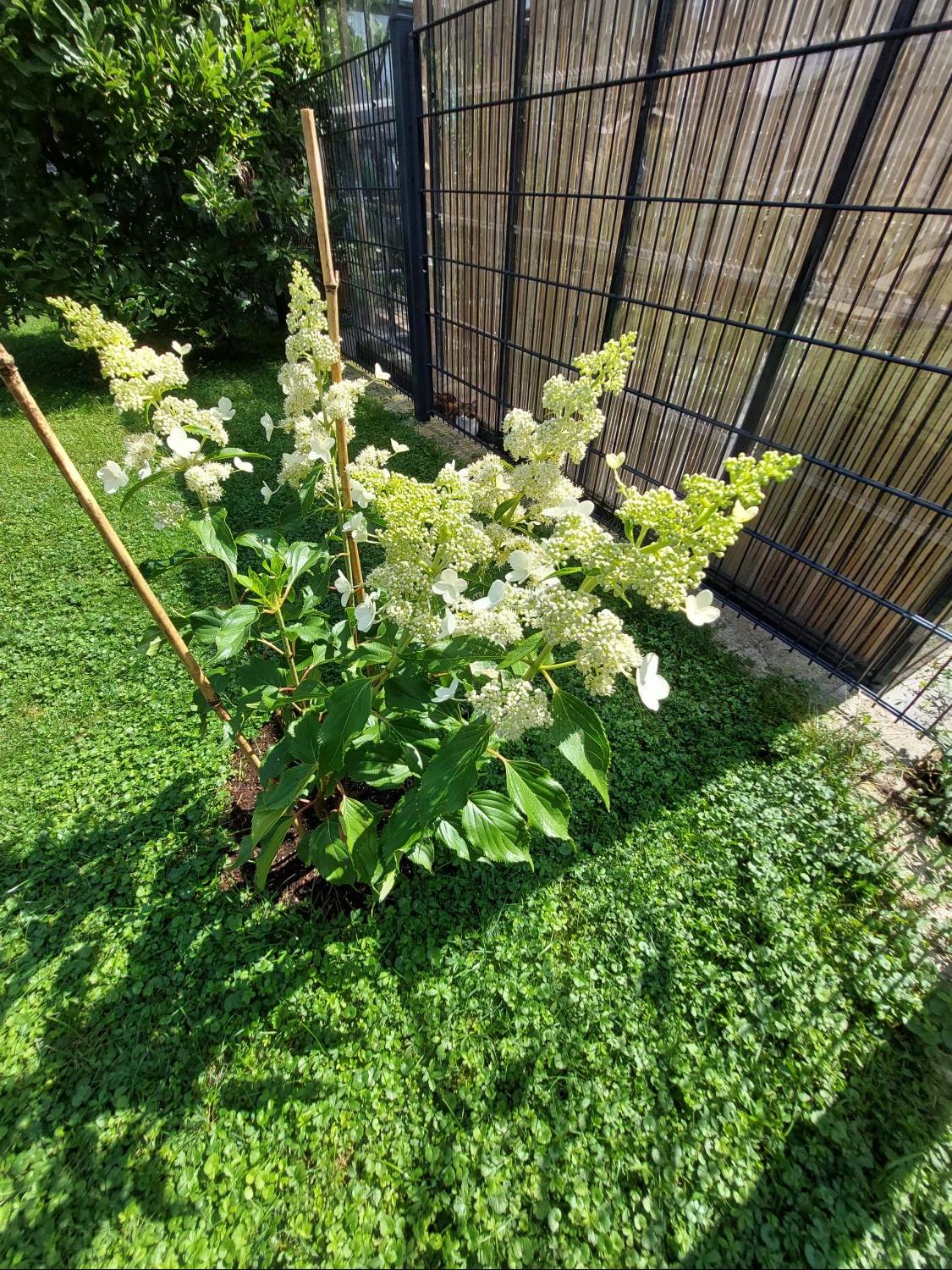 Schmetterlings-Hortensie 'Hydrangea Butterfly' ® - Hydrangea paniculata 'Hydrangea Butterfly ...