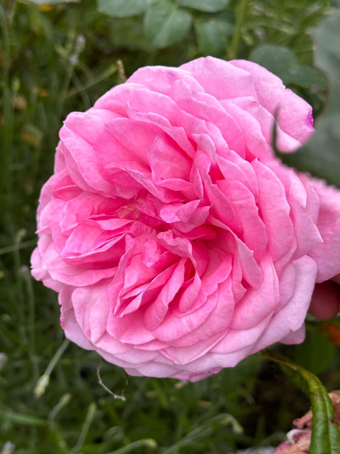 Strauchrose 'Flashlight' ® - Schönste Rosen & Expertenwissen