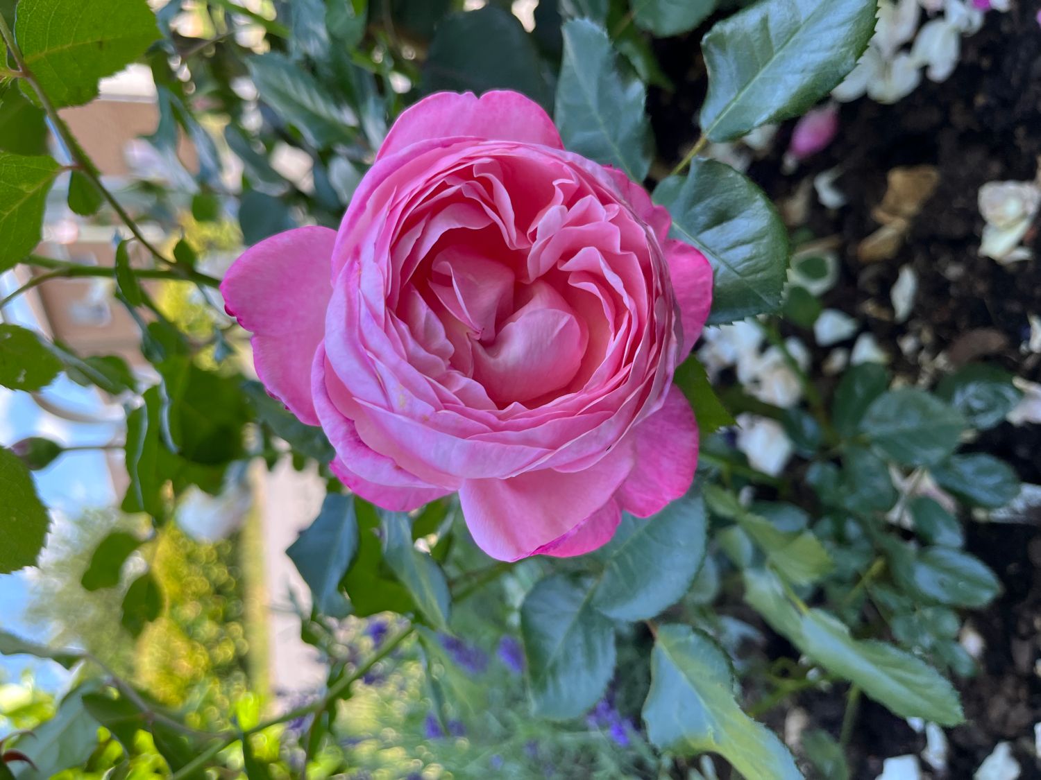 Strauchrose 'Kölner Flora' / 'Flora Colonia' für Deinen Garten!