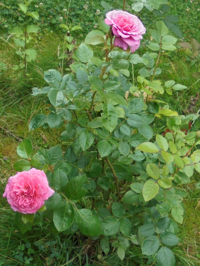 Strauchrose 'Zaide' ® - Alles erfahren über Blüte, Duft & Co.