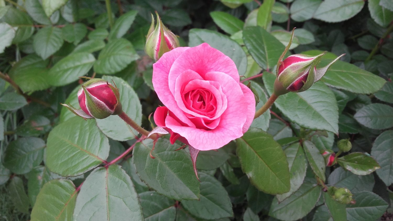 Strauchrose 'Zaide' ® - Alles erfahren über Blüte, Duft & Co.