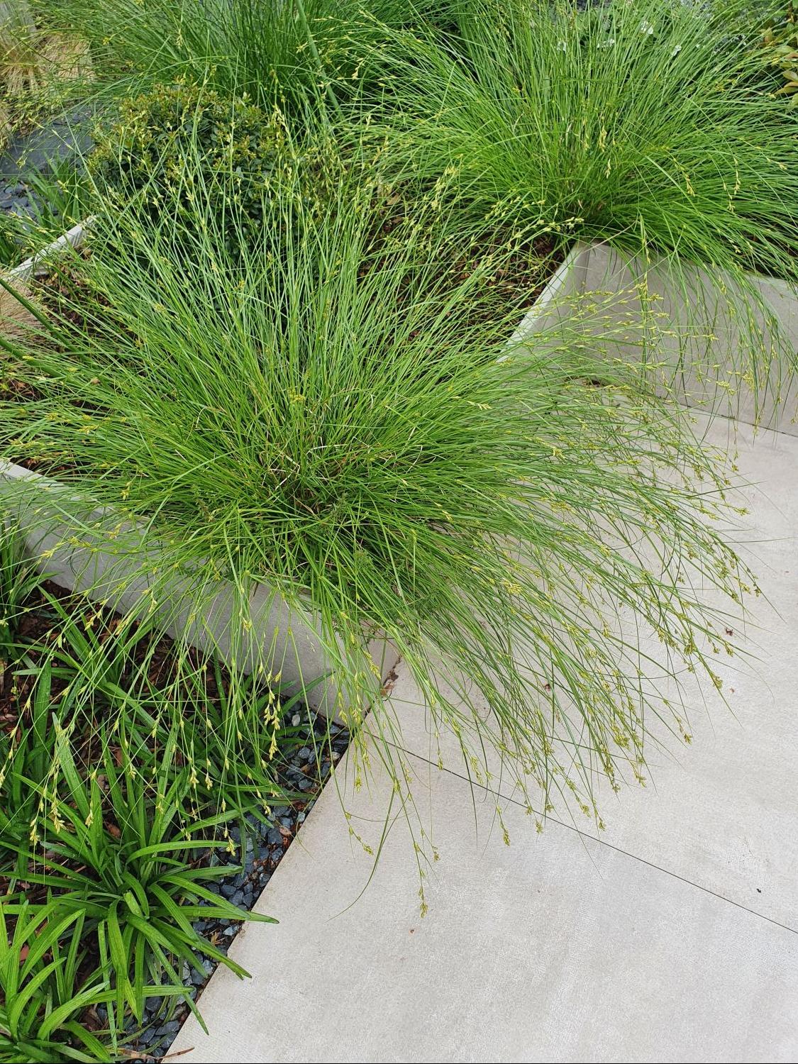 Winkel-Segge (Carex remota) - Schönste Stauden & Expertenwissen
