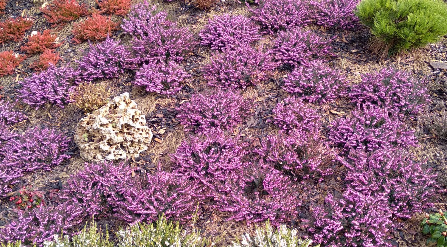 Winterblühende Heide 'Kramer's Rote' - Erica x darleyensis 'Kramer's ...