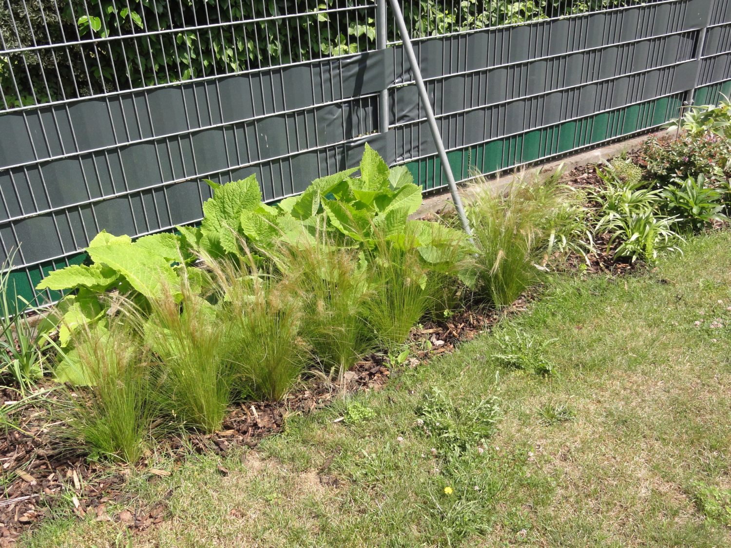 Zartes Federgras 'Ponytails' - Schönste Stauden & Expertenwissen