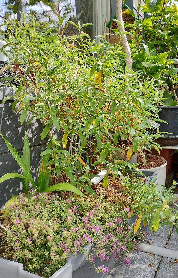 Zistrose 'Alan Fradd' - Cistus purpureus 'Alan Fradd' - Baumschule ...