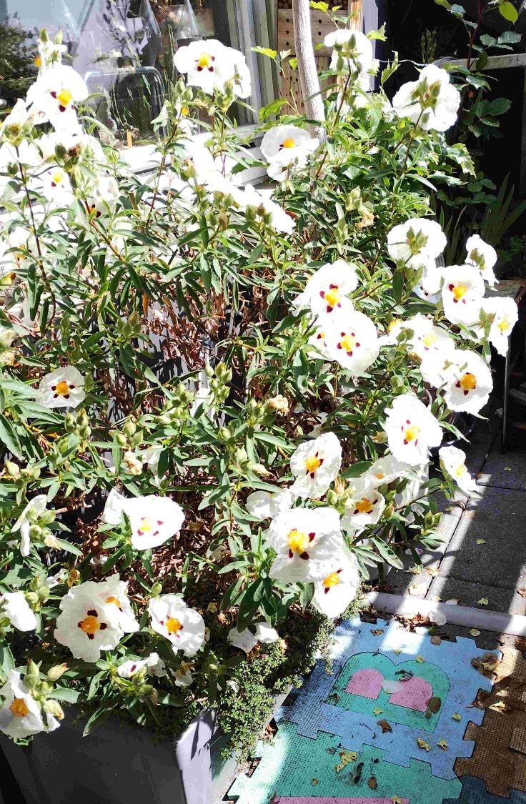 Zistrose 'Alan Fradd' - Cistus purpureus 'Alan Fradd' - Baumschule ...