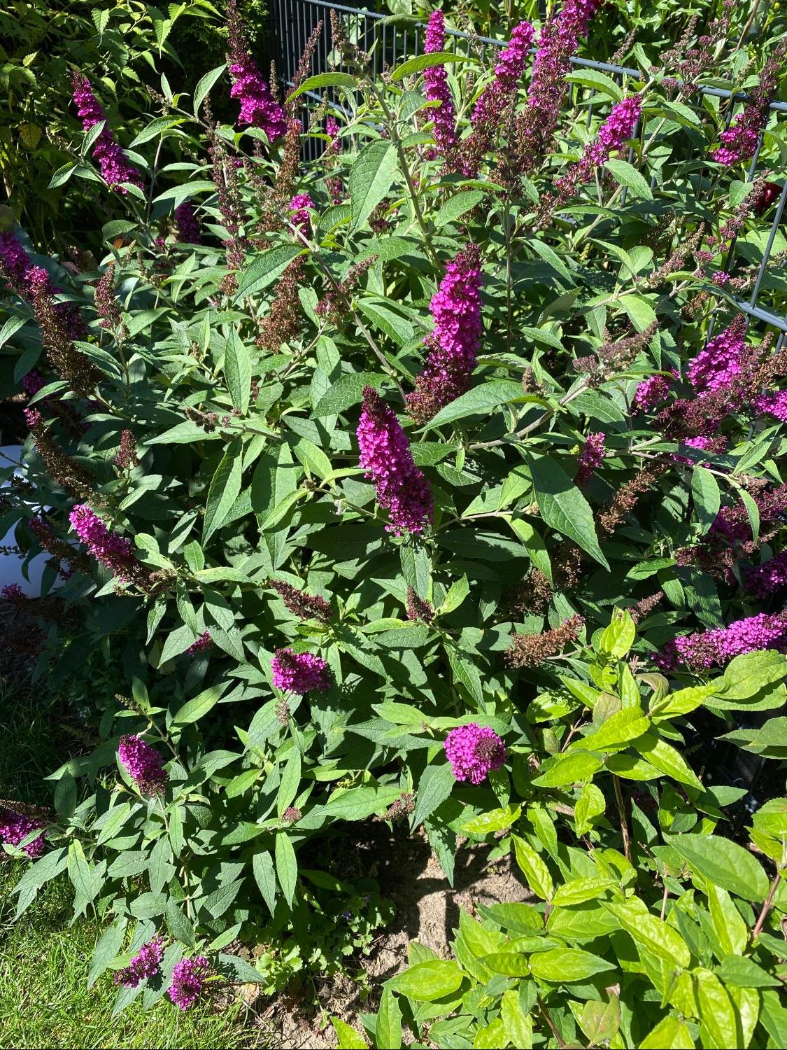 Zwerg-Sommerflieder / Schmetterlingsstrauch 'BUZZ ® Hot Raspberry ...