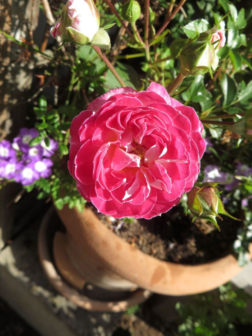 Zwergrose 'Pinocchio' ® - Finde Deine neue Rose + Online Ratgeber