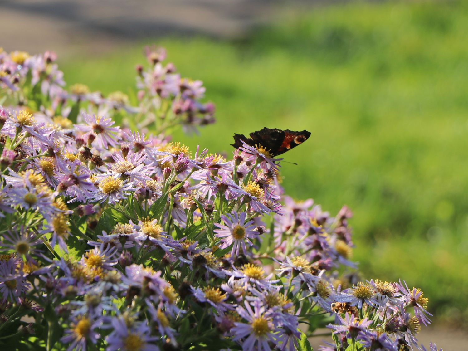 Ageratum-ähnliche Aster 'Asran' - Beste Sorten & Stauden-Wissen