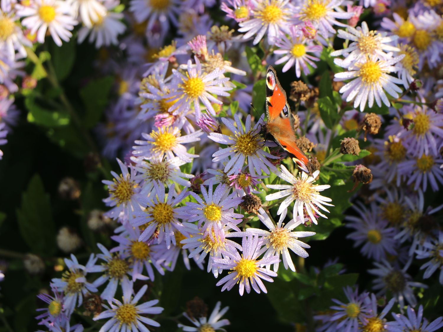 Ageratum-ähnliche Aster 'Asran' - Beste Sorten & Stauden-Wissen