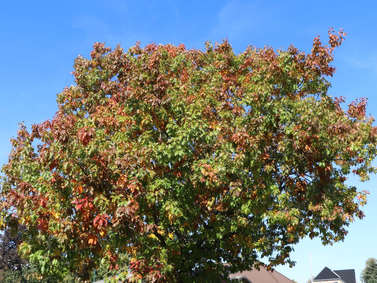 Amerikanische Roteiche - Quercus rubra - Baumschule Horstmann