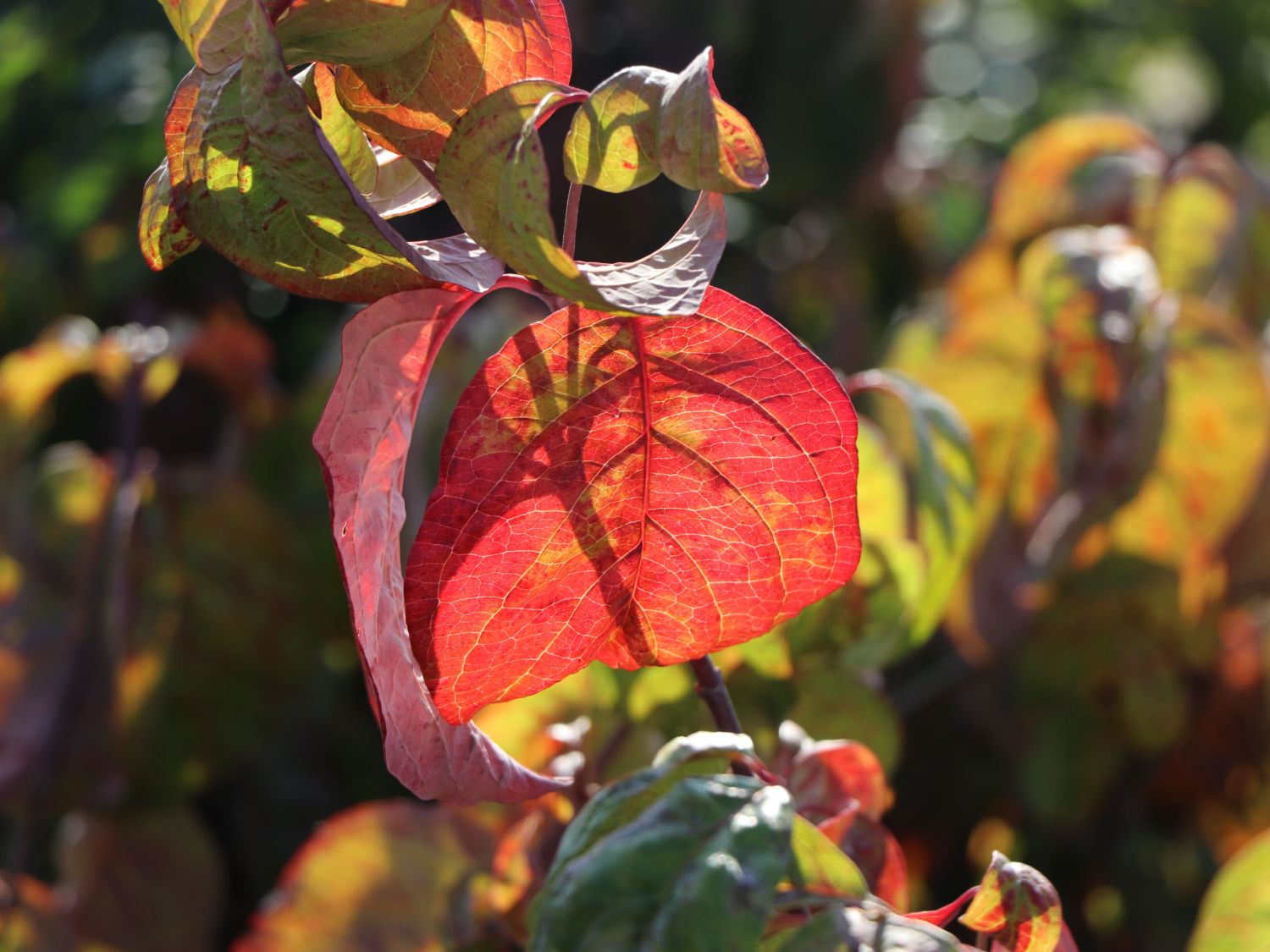 Amerikanischer Blumen-Hartriegel 'Eve Pride' - Cornus florida 'Eve ...