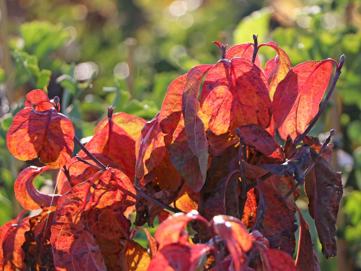 Amerikanischer Blumen-Hartriegel 'Eve Pride' - Cornus florida 'Eve ...