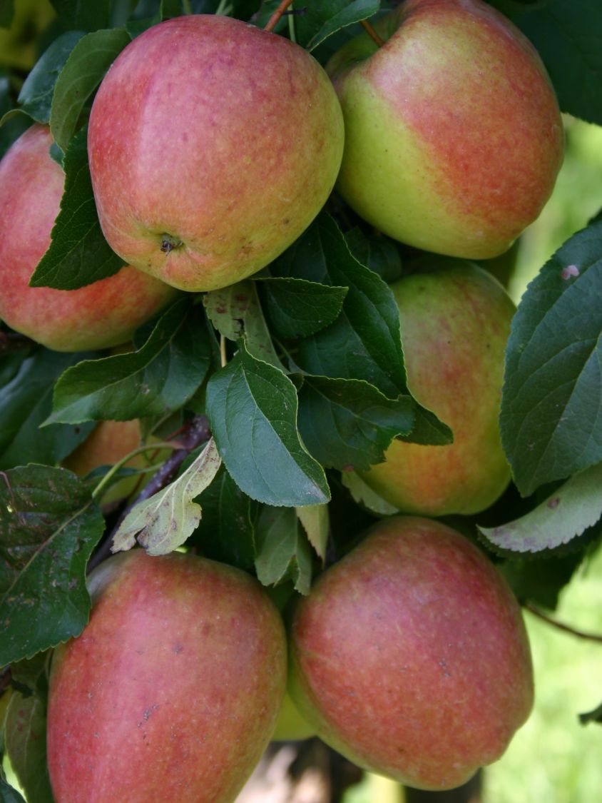 Apfel 'Rewena' ® - Malus domestica 'Rewena' ® - Baumschule Horstmann