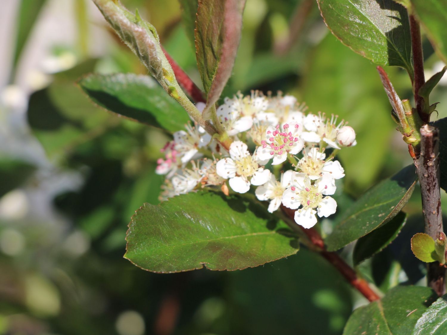 Apfelbeere 'Nero' - Aronia prunifolia 'Nero' - Baumschule Horstmann