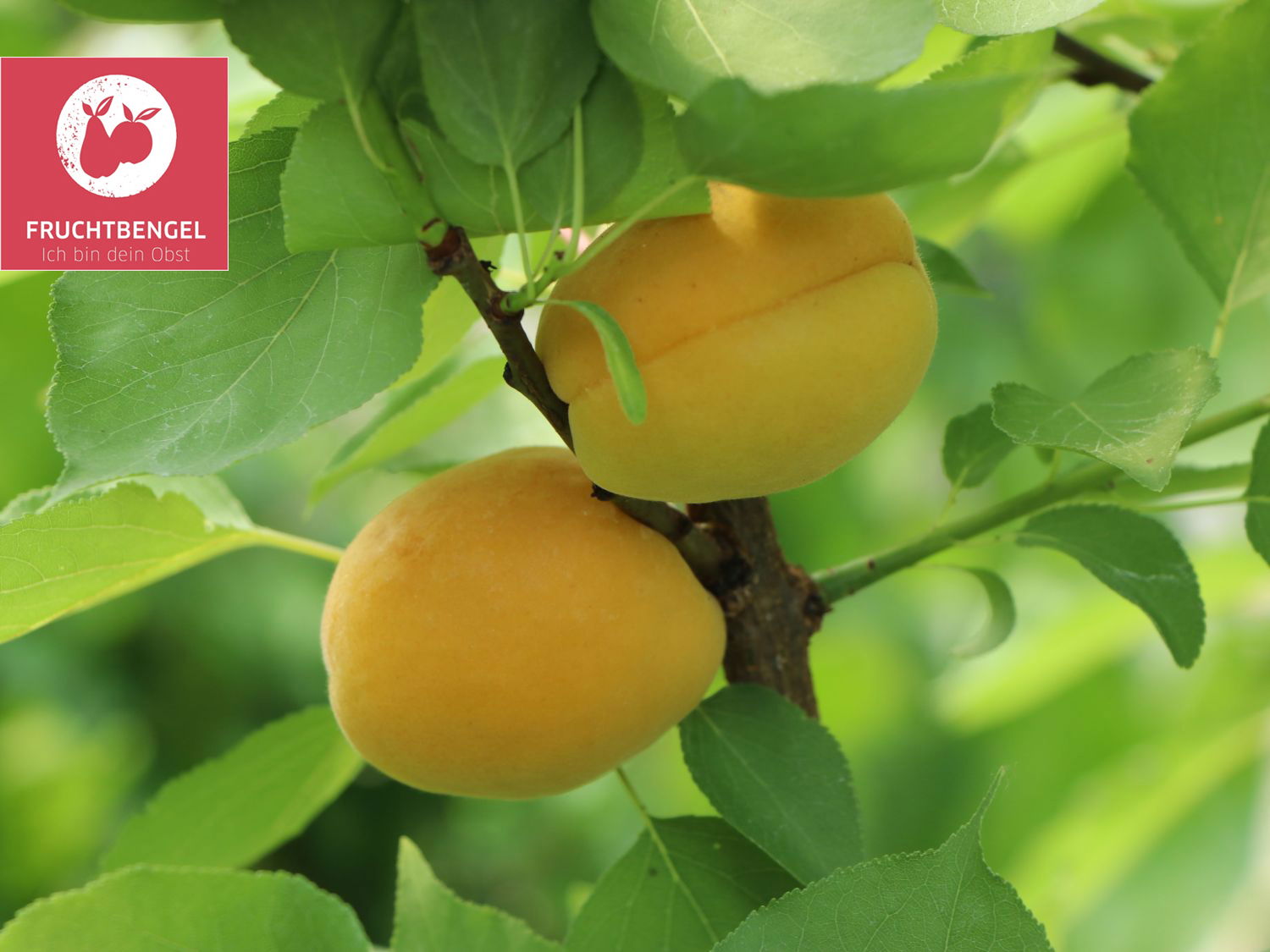Aprikose FRUCHTBENGEL ® 'Goldrich' - Prunus armeniaca FRUCHTBENGEL ® 'Goldrich' - Baumschule ...