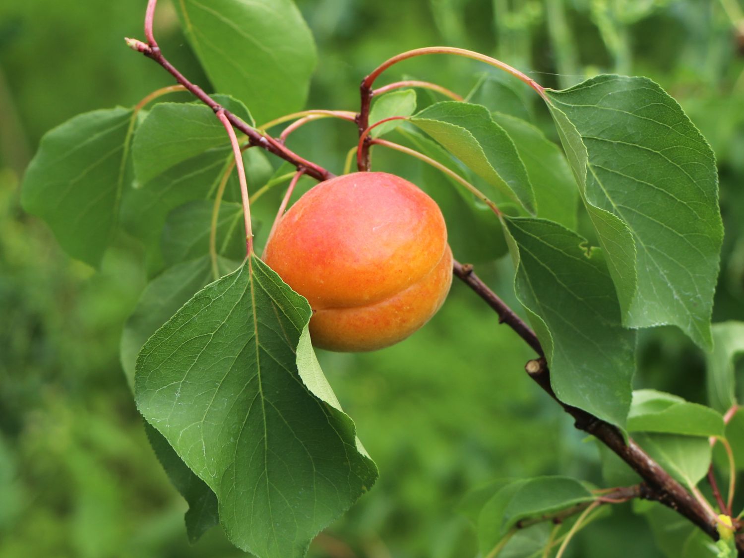 Aprikose 'Kuresia' - Prunus armeniaca 'Kuresia' - Baumschule Horstmann