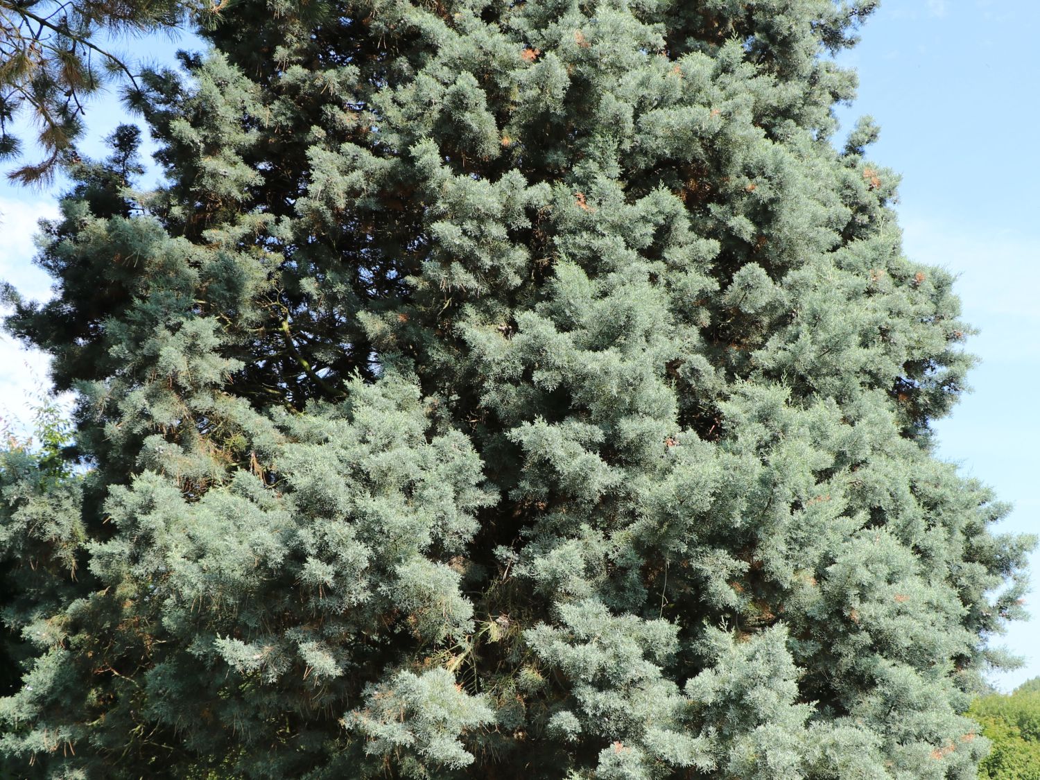 Arizona-Zypresse - Cupressus arizonica - Baumschule Horstmann