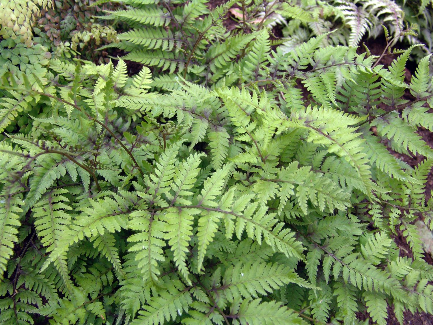 Asiatischer Frauenfarn (Athyrium vidalii) für Deinen Garten!