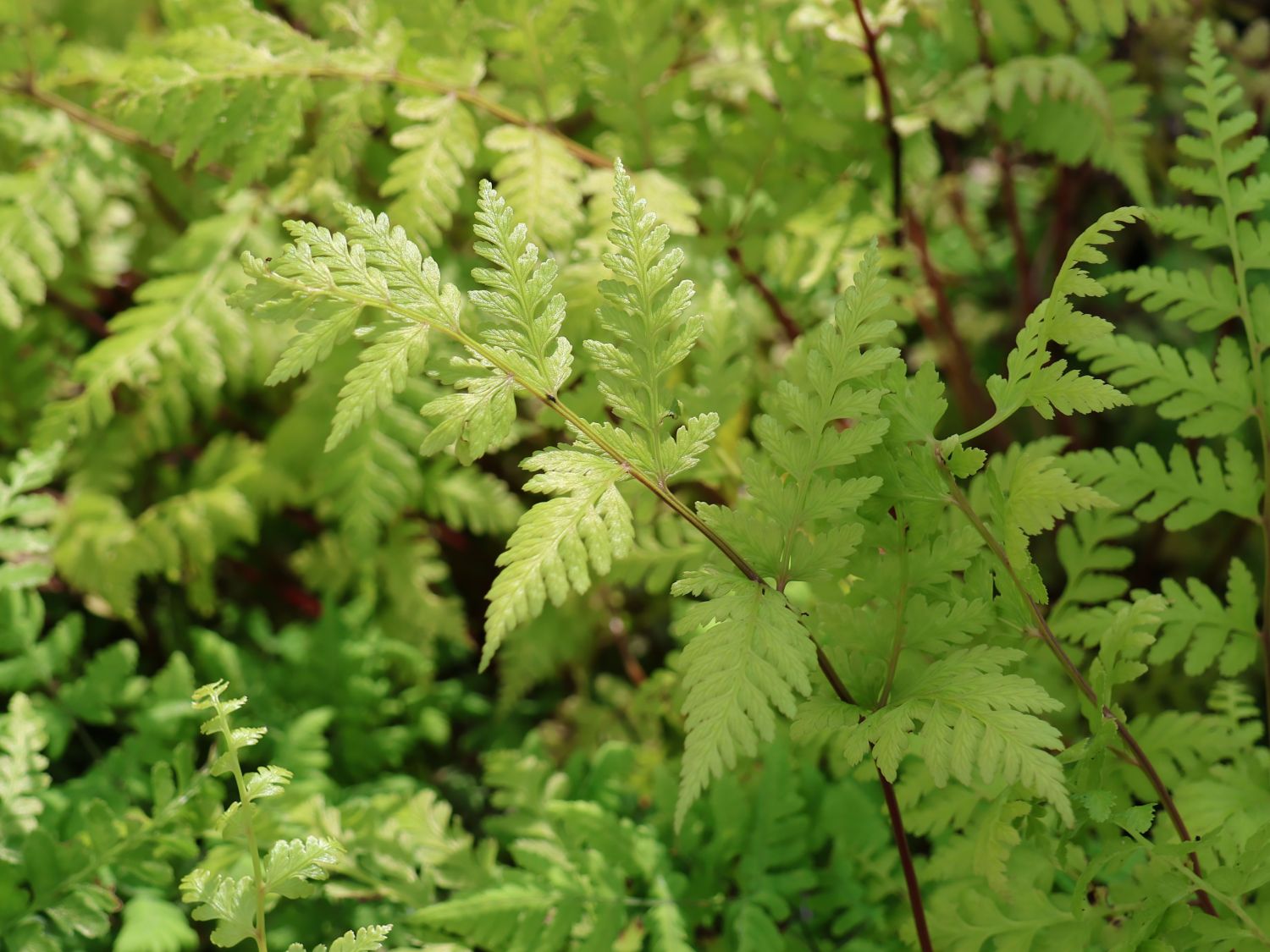 Asiatischer Frauenfarn (Athyrium vidalii) für Deinen Garten!