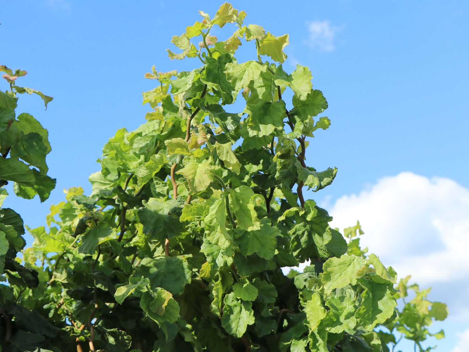Aufrechte Korkenzieherhasel 'Twister' - Corylus avellana 'Twister ...