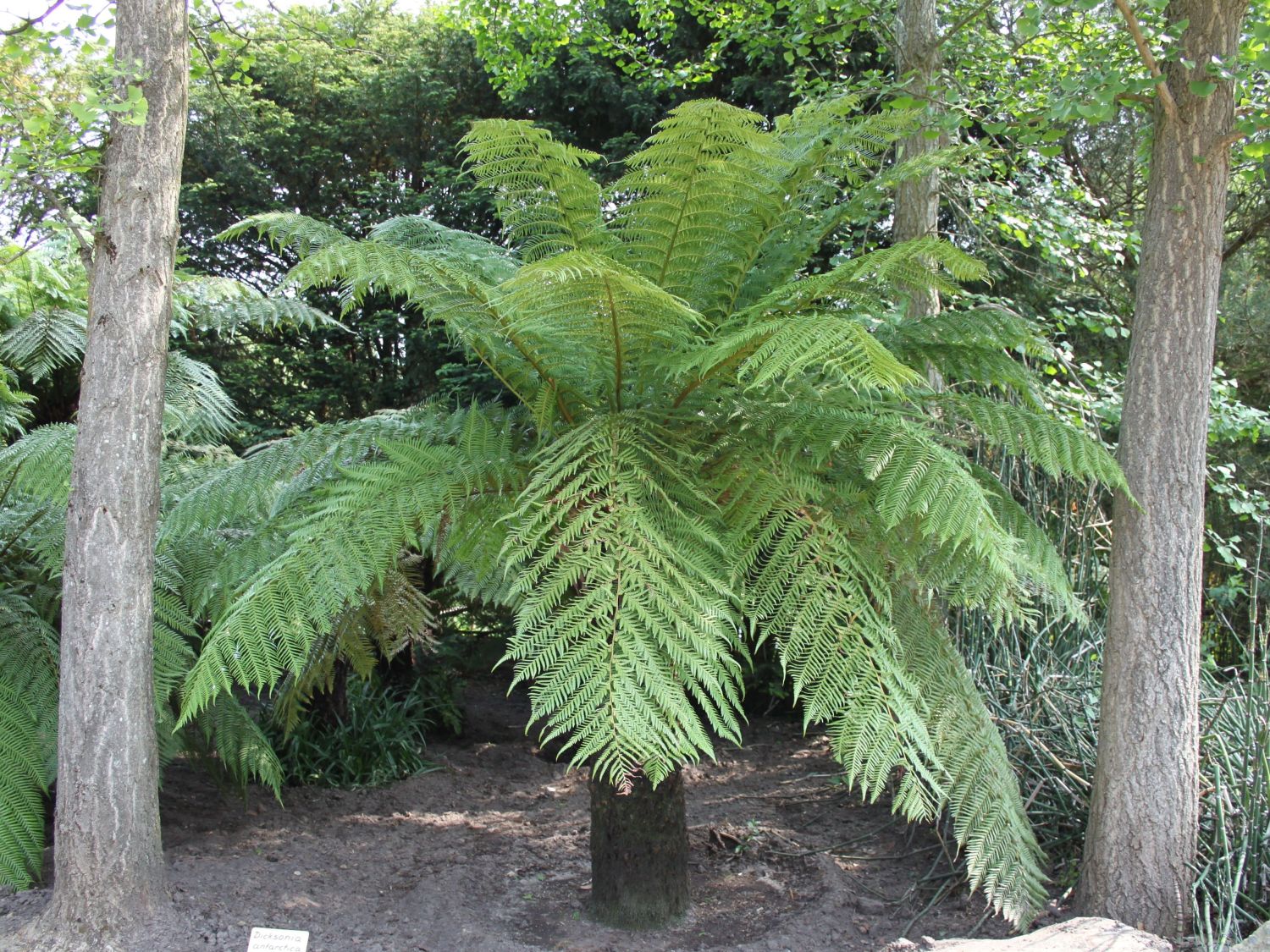 Dicksoniaceae (Dicksoniaceae) - Wissen & Pflanzen dieser Familie