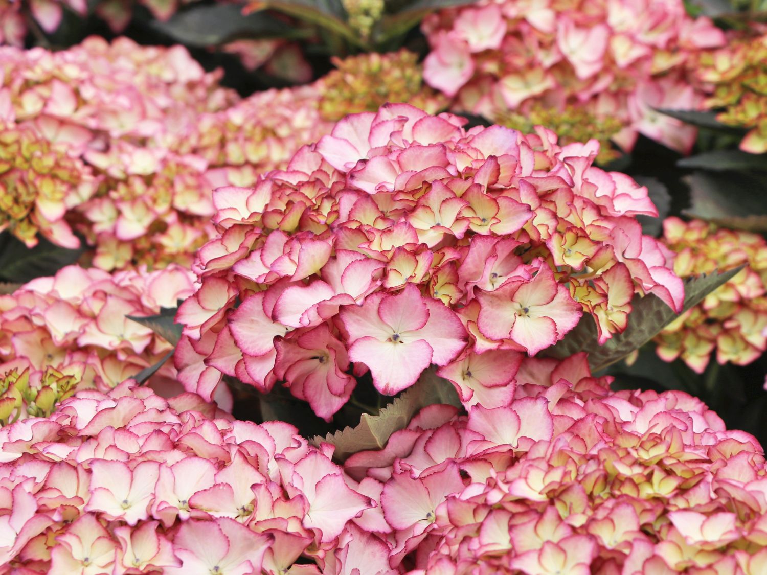 Ballhortensie 'Adula' - Hydrangea macrophylla 'Adula' - Baumschule ...