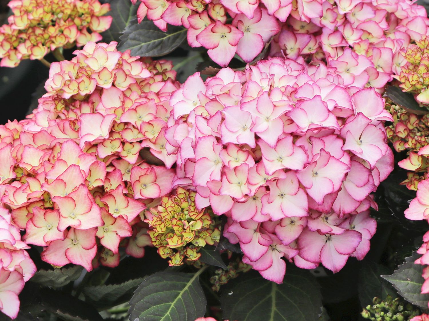 Ballhortensie 'Adula' - Hydrangea macrophylla 'Adula' - Baumschule ...