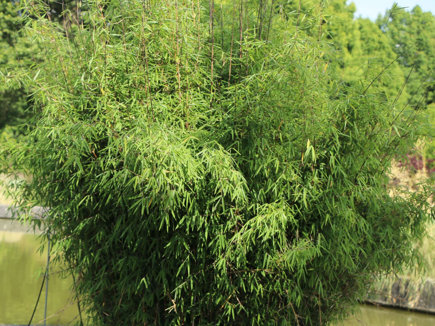 Bambus 'Jiuzhaigou 1' - Fargesia nitida 'Jiuzhaigou 1' - Baumschule ...