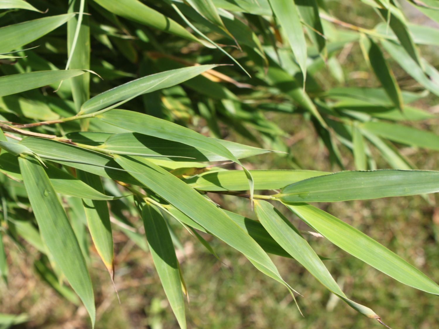 Bambus 'Simba' - Fargesia murieliae 'Simba' - Baumschule Horstmann
