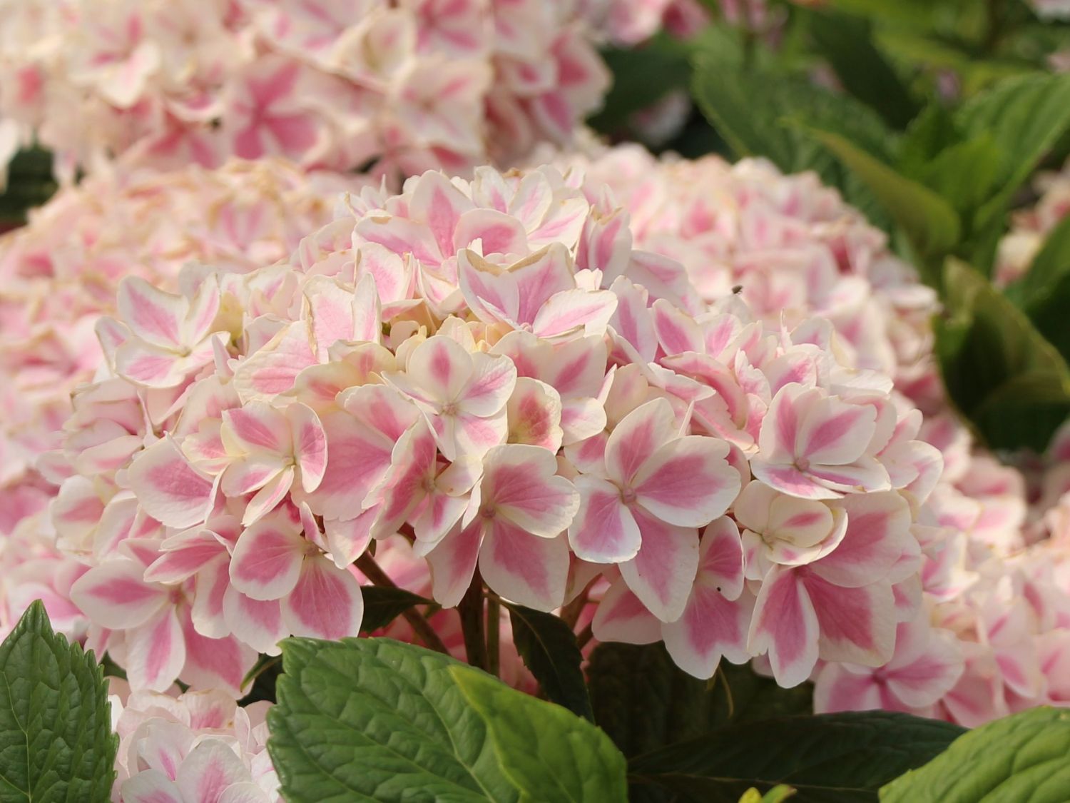 Ballhortensie Forever & Ever 'Peppermint' ® - Hydrangea macrophylla Forever & Ever 'Peppermint ...