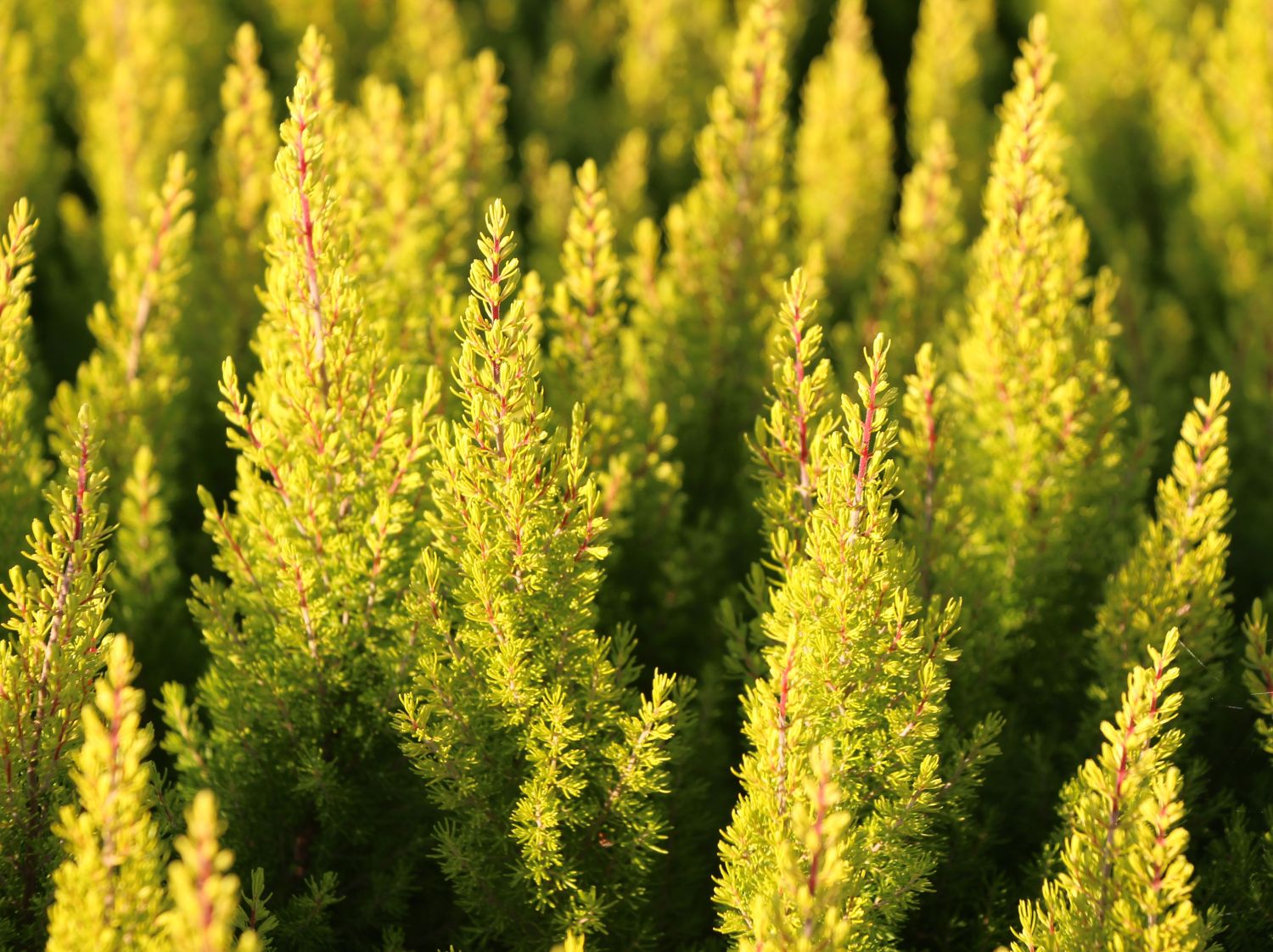 Baumheide 'Estrella Gold' - Erica arborea 'Estrella Gold' - Baumschule ...