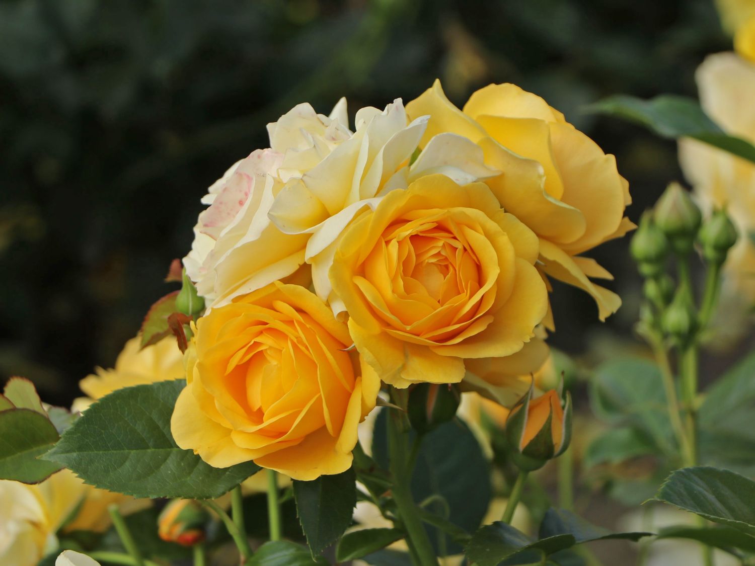 Gelbe Rosen - Fröhliche Lebendigkeit für den Garten