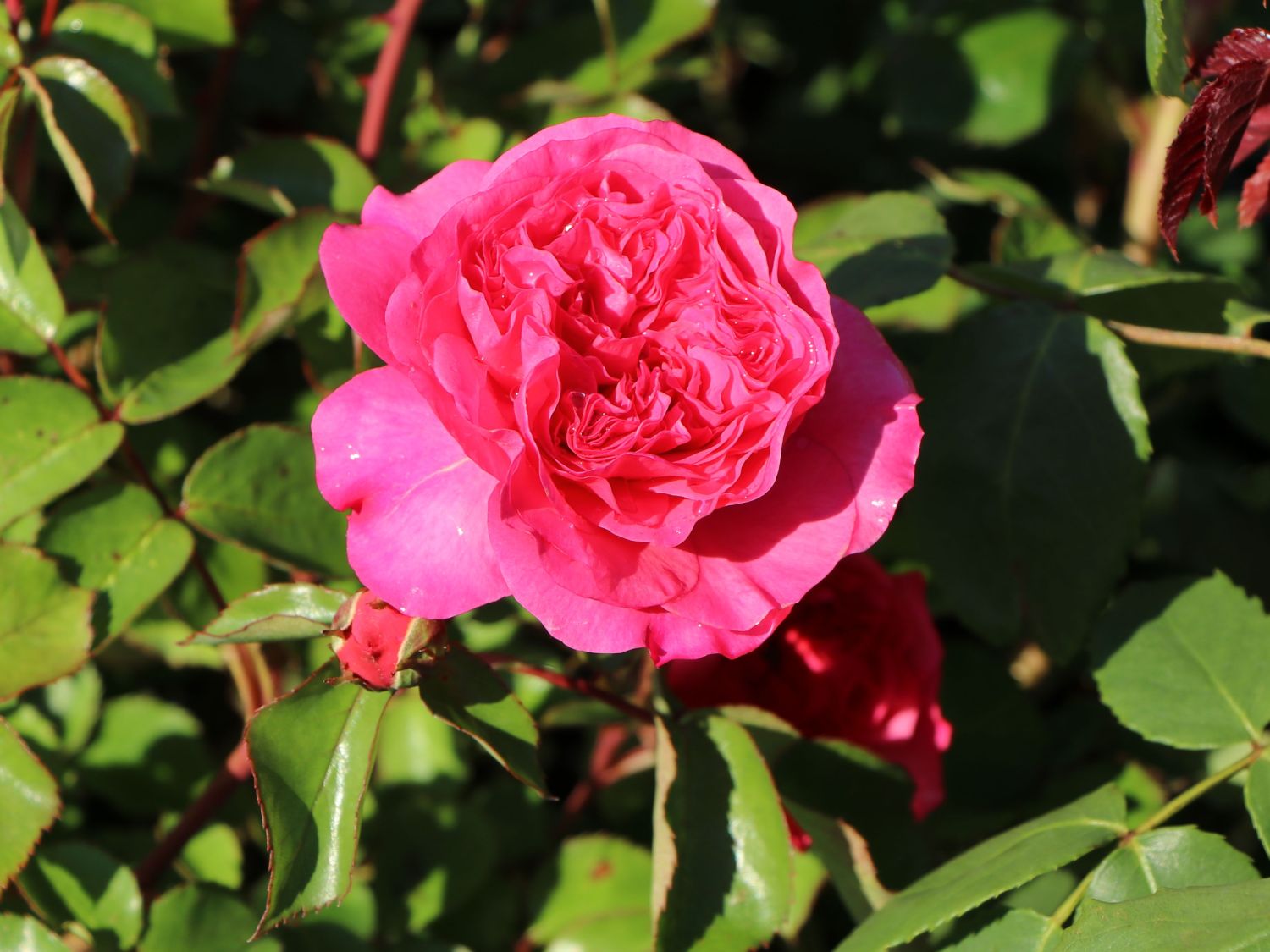 Beetrose 'Baronesse' ® - Finde Deine neue Rose + Online Ratgeber