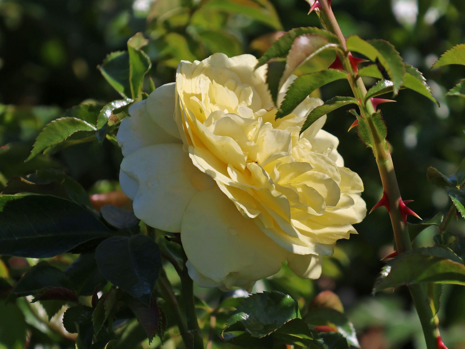 Beetrose / Bodendecker-Rose 'Solero' ® - Beste Sorten & Rosen-Wissen
