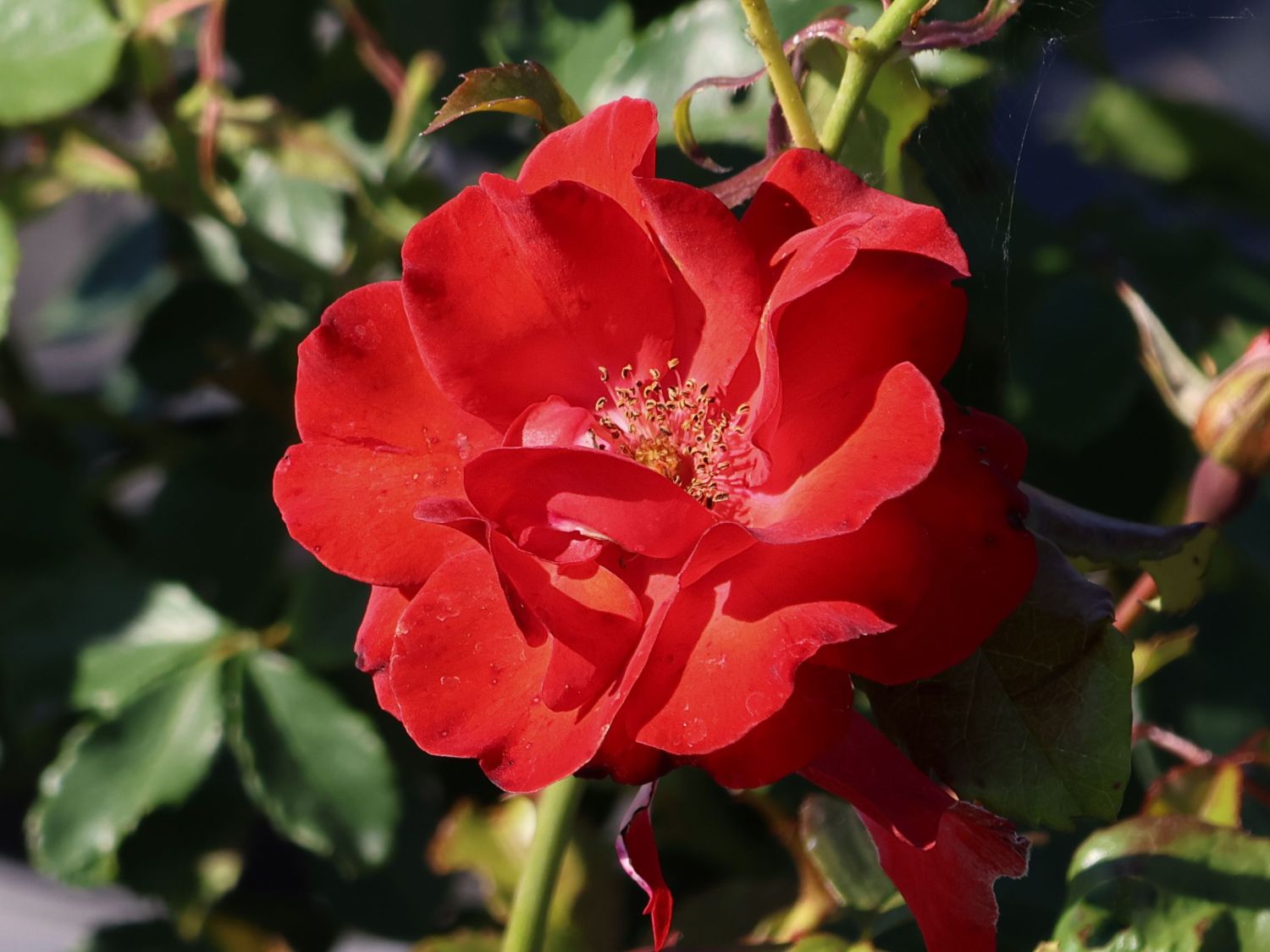 Rote Rosensorten - Romantischer Garten-Klassiker