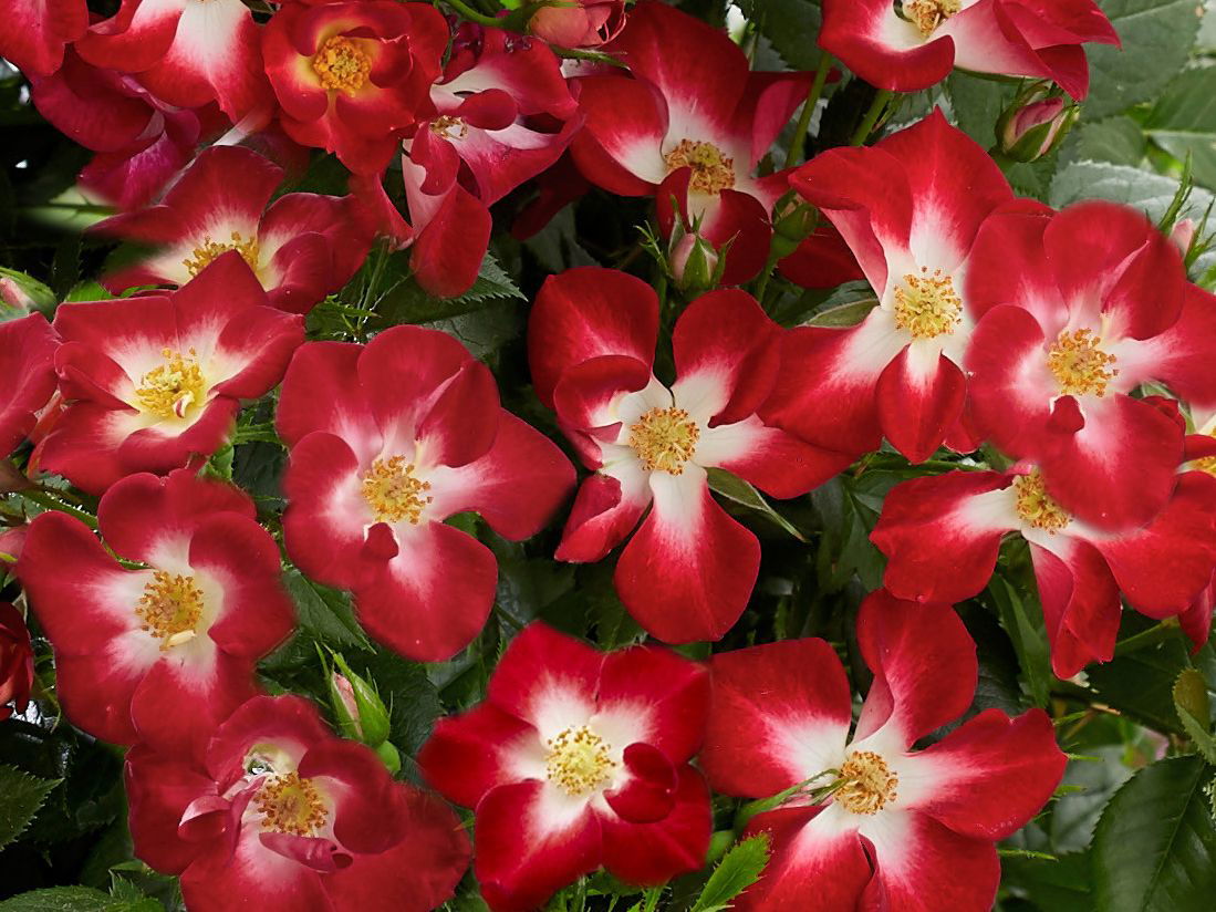 Beetrose 'Everglow Ruby' - Finde Deine neue Rose + Online Ratgeber