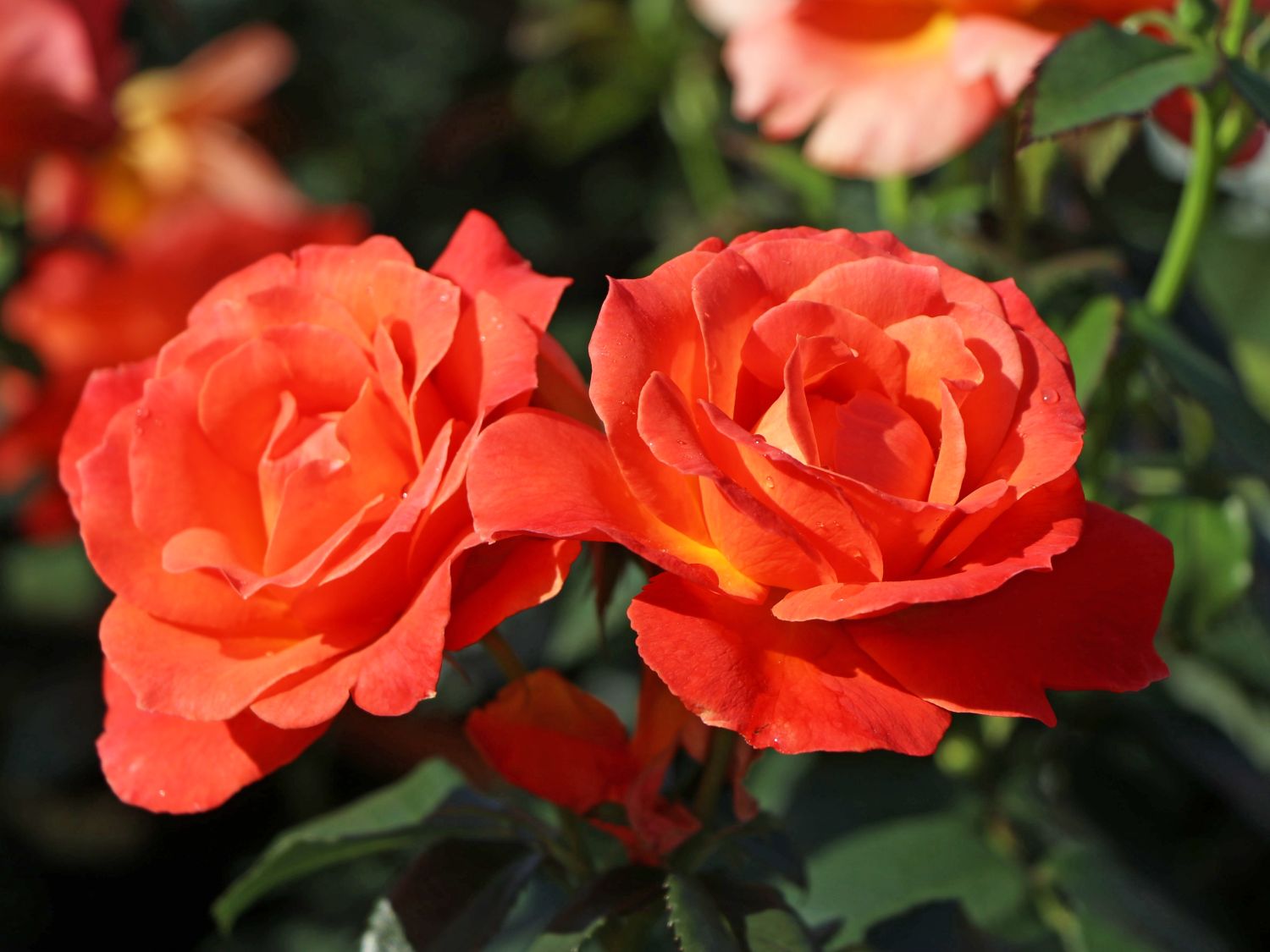 Orange Rosen - Energie und Eleganz für den Garten