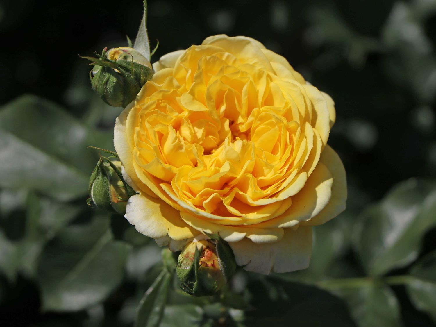 Beetrose 'Inka' ® - Schönstes Rosen-Sortiment & Expertenwissen