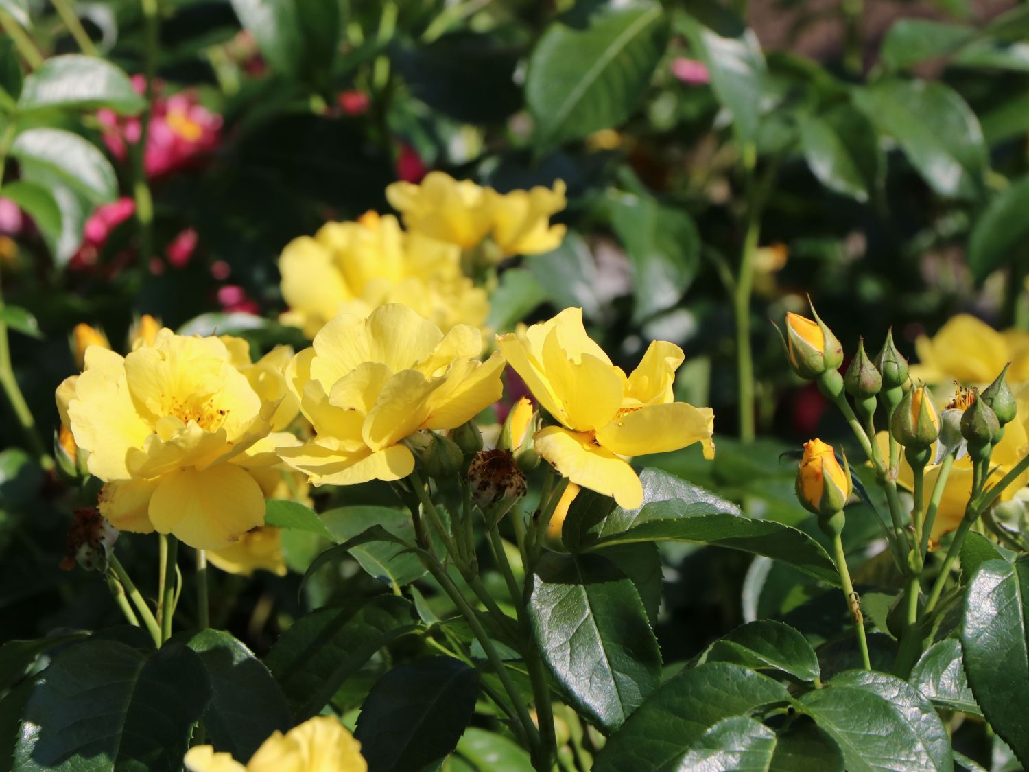 Beetrose 'Lemon Fizz' ® - Finde Deine neue Rose + Online Ratgeber