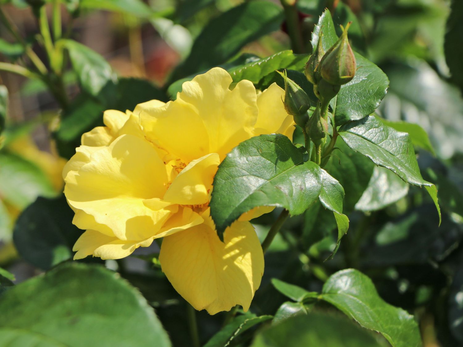 Beetrose 'Lemon Fizz' ® - Finde Deine neue Rose + Online Ratgeber