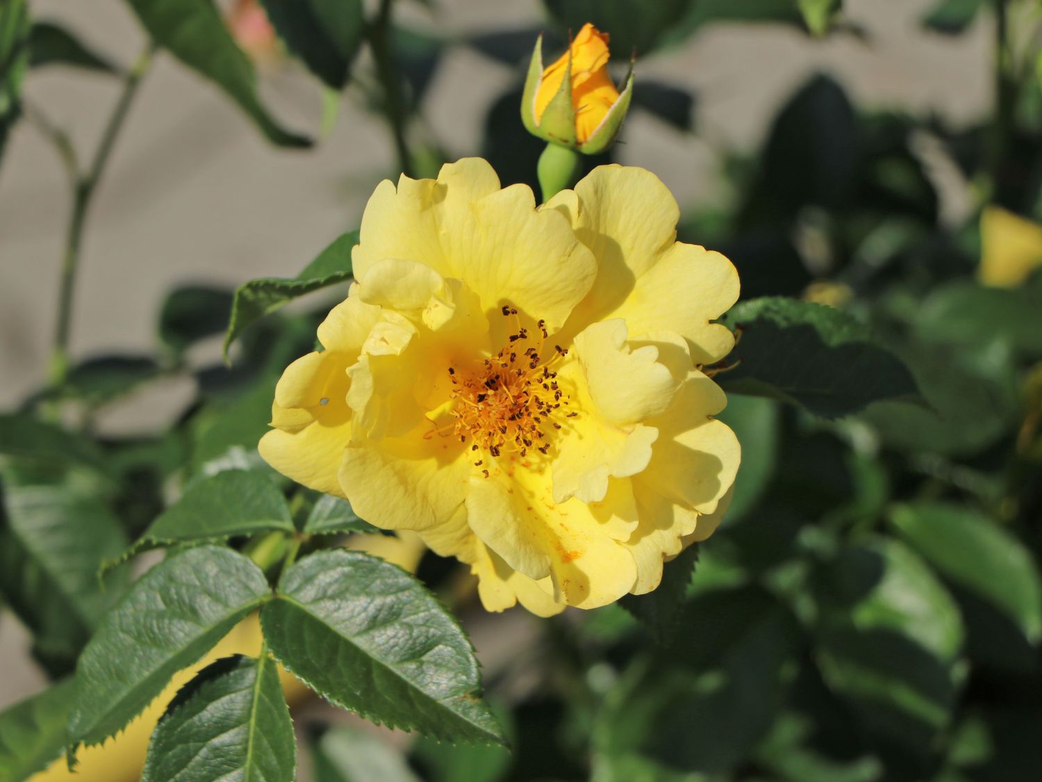 Beetrose 'Lemon Fizz' ® - Finde Deine neue Rose + Online Ratgeber