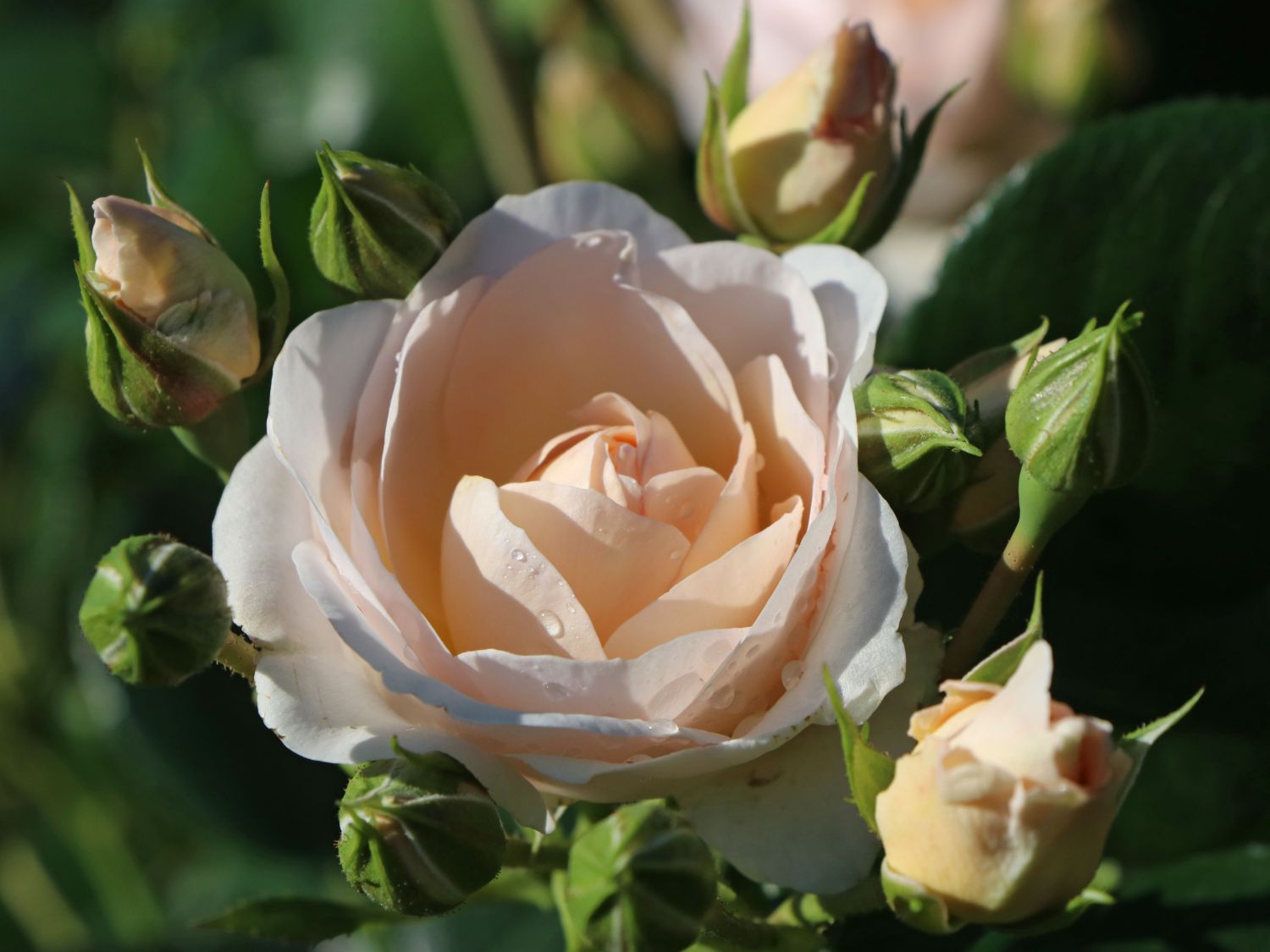 Beetrose 'Martin Luther Rose' ® - Schönste Rosen & Expertenwissen