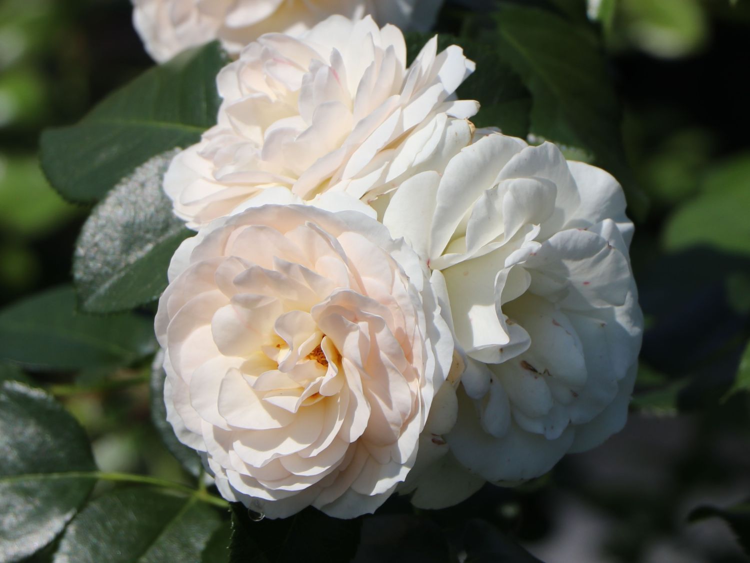 Beetrose 'Martin Luther Rose' ® - Schönste Rosen & Expertenwissen