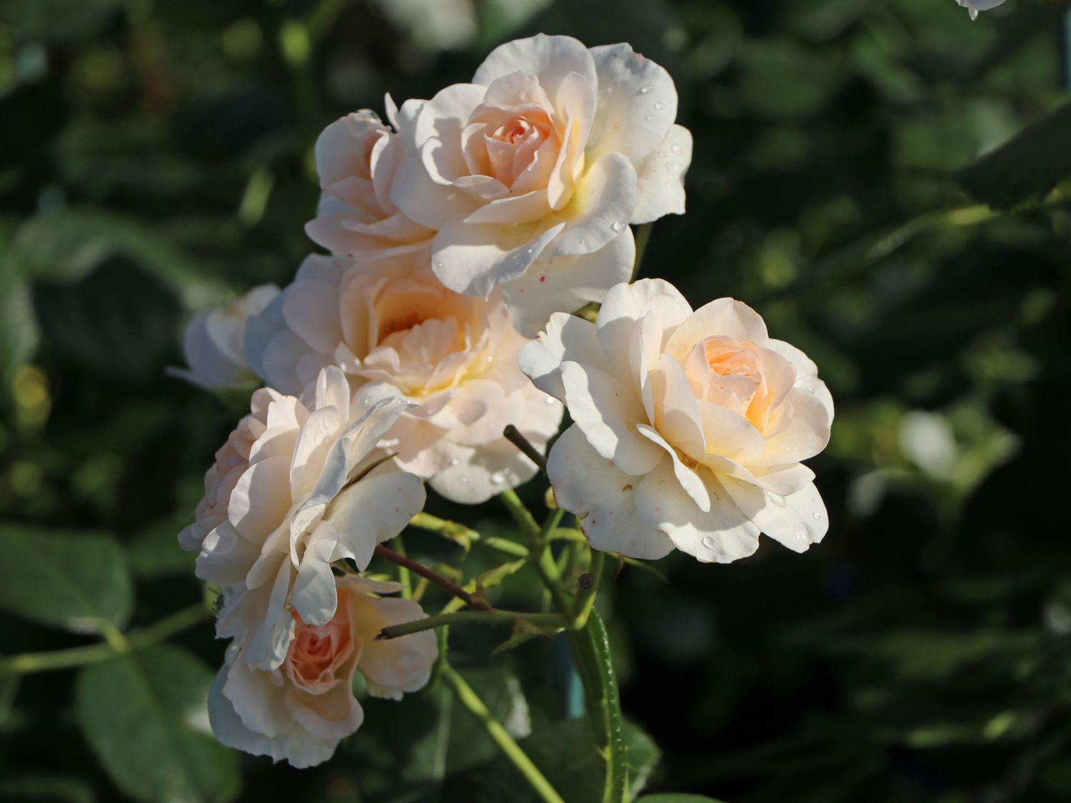 Beetrose 'Martin Luther Rose' ® - Schönste Rosen & Expertenwissen