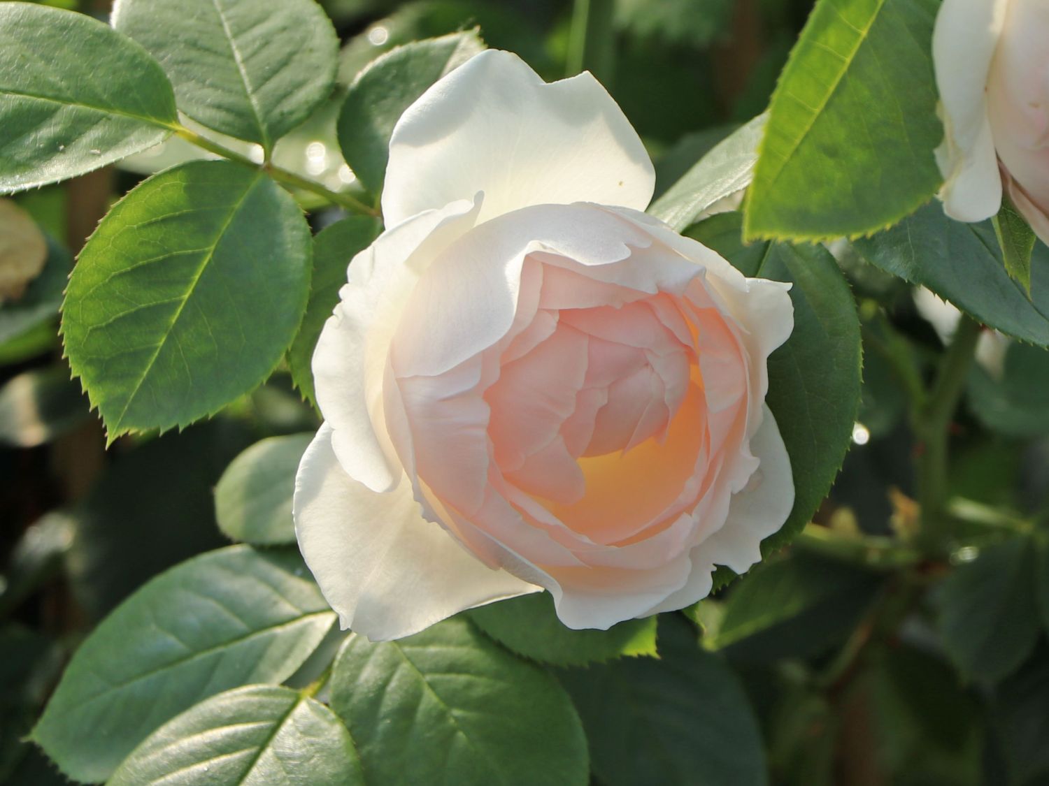 Beetrose Parfuma ® 'Herzogin Christiana' ® Kordes' Rose | Rosen