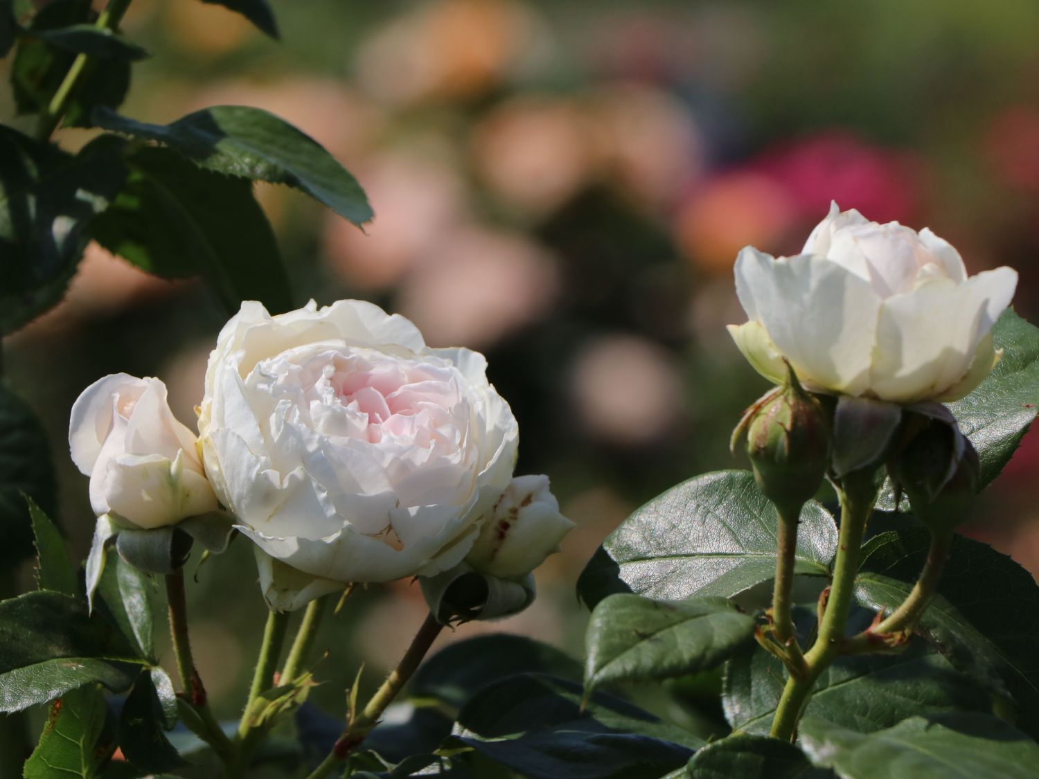 Beetrose Parfuma ® 'Herzogin Christiana' ® Kordes' Rose | Rosen