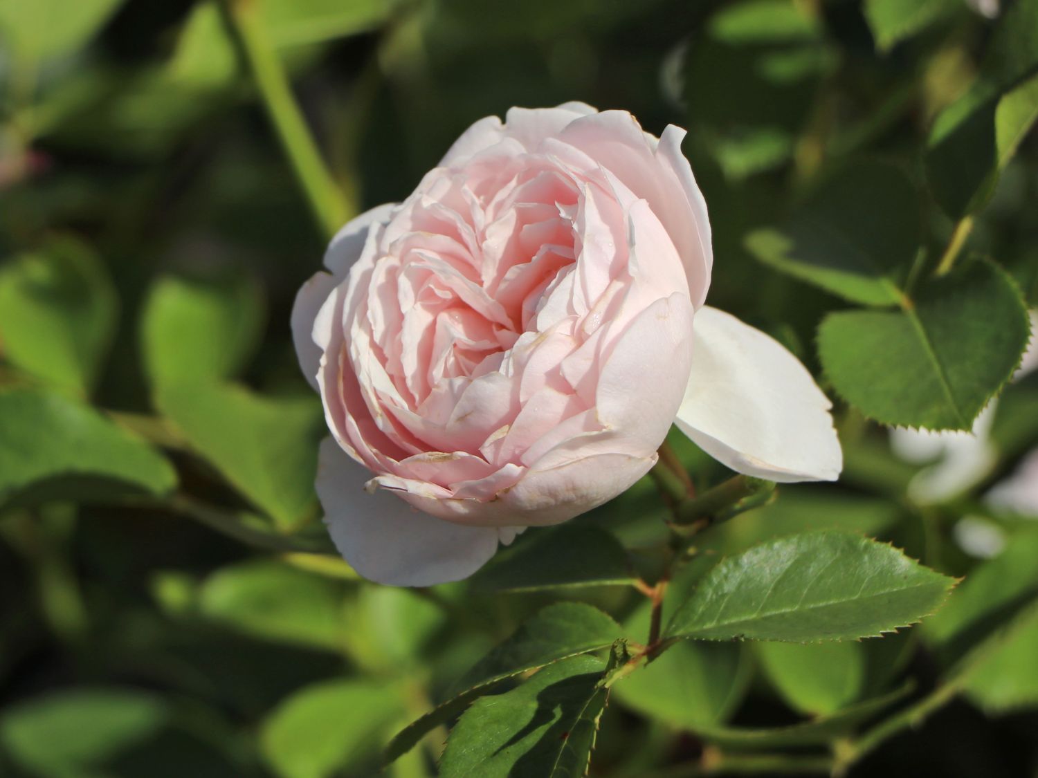 Beetrose Parfuma ® 'Herzogin Christiana' ® Kordes' Rose | Rosen