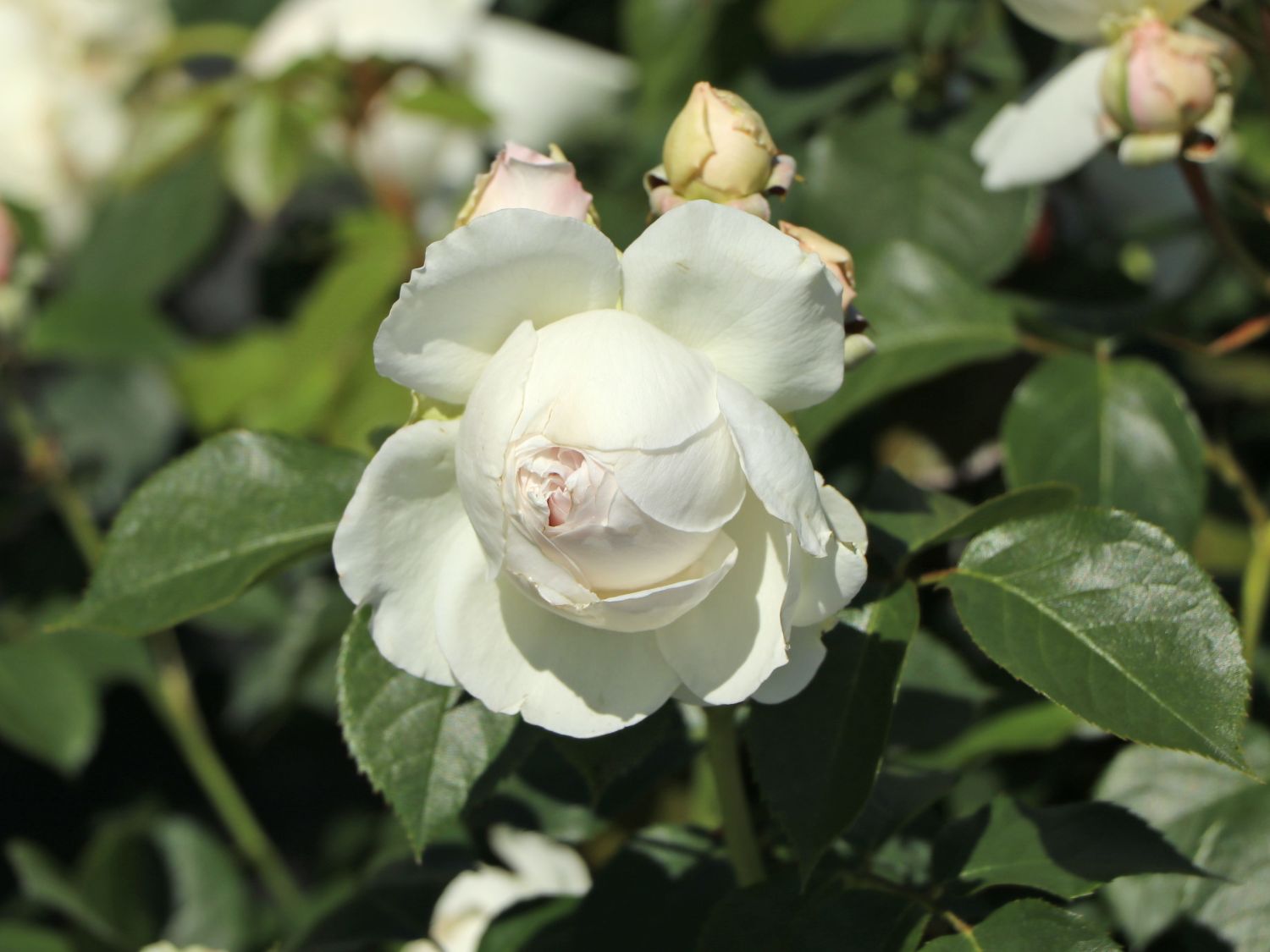 Beetrose Parfuma ® 'Herzogin Christiana' ® Kordes' Rose | Rosen